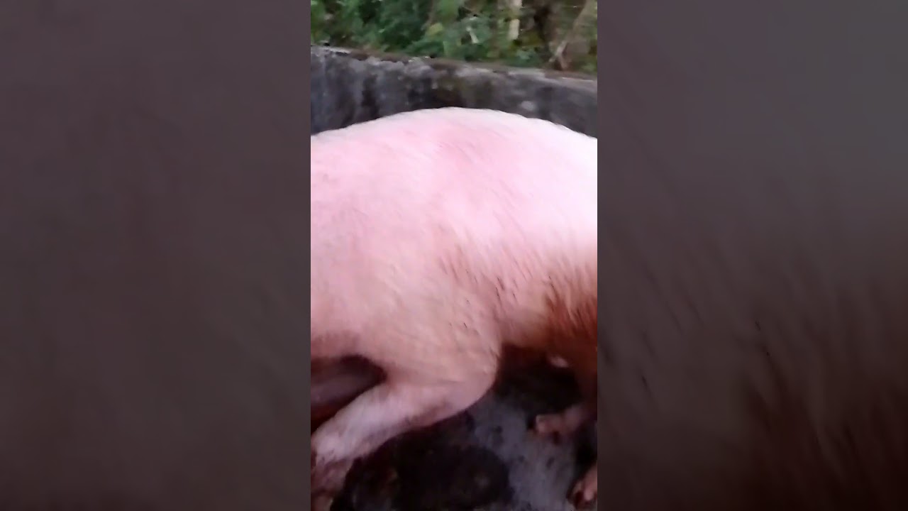 MR BuLL Penampungan Semen