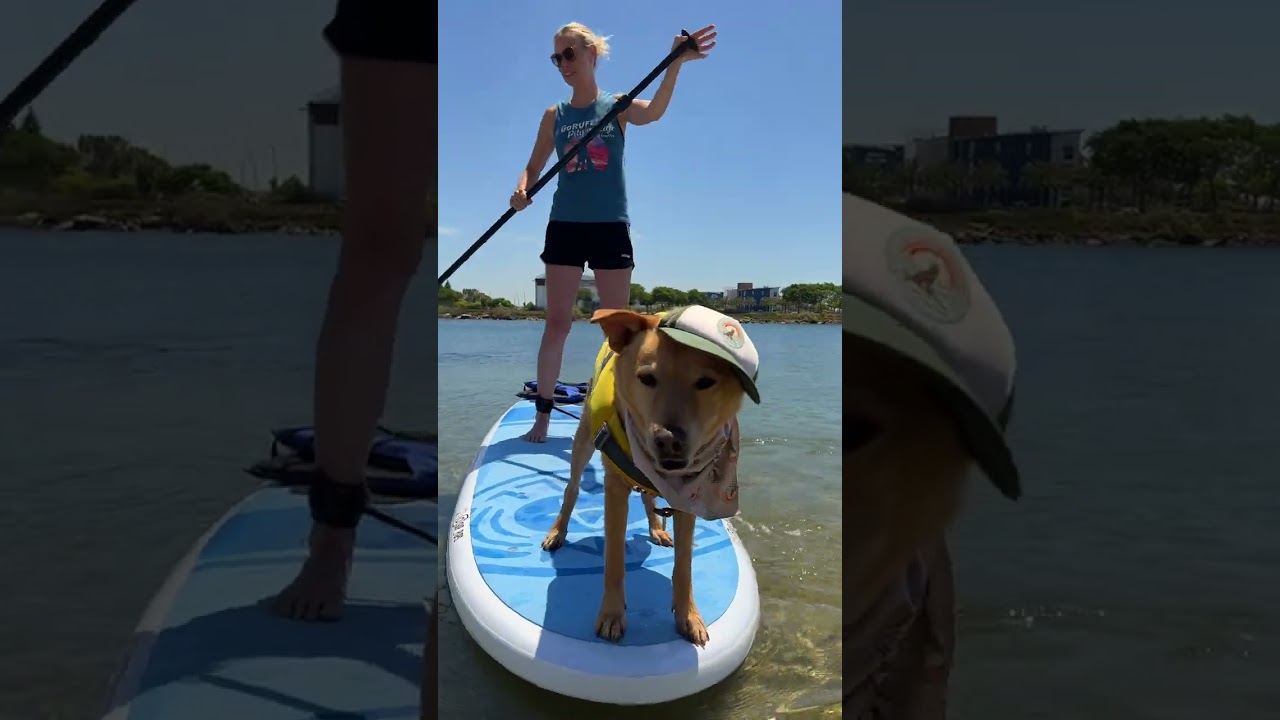 WATER-LOVE · Samantha and her co-boarder, Jack, share the love of standup paddleboarding! #shorts