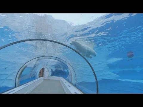 Should Zoos Remain Open deep listeni…: English ESL video lessons