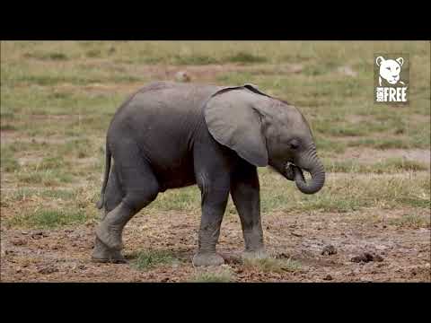 Elephants in Zoos: A Legacy of Shame