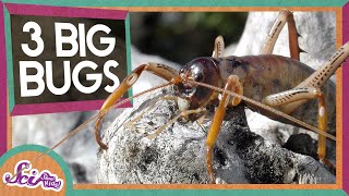 Learn English through Video Meet 3 Giant Insects!.