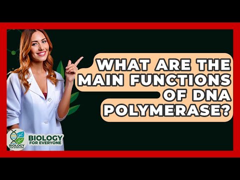 What Are The Main Functions Of DNA Polymerase? - Biology For Everyone
