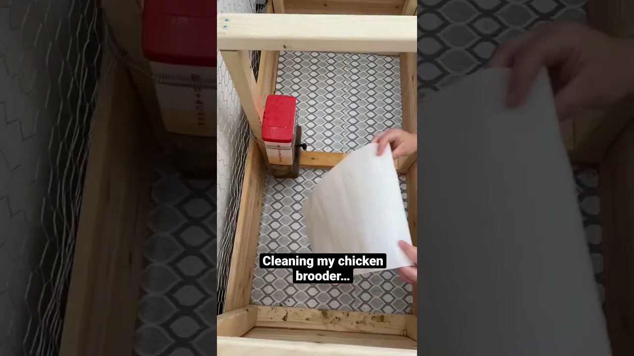 Full clean out of the chicken brooder, I’m doing this once a week because of smell.