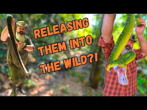 I Bought Every Snake From an Amazon Jungle Exporter Just to Set Them Free!