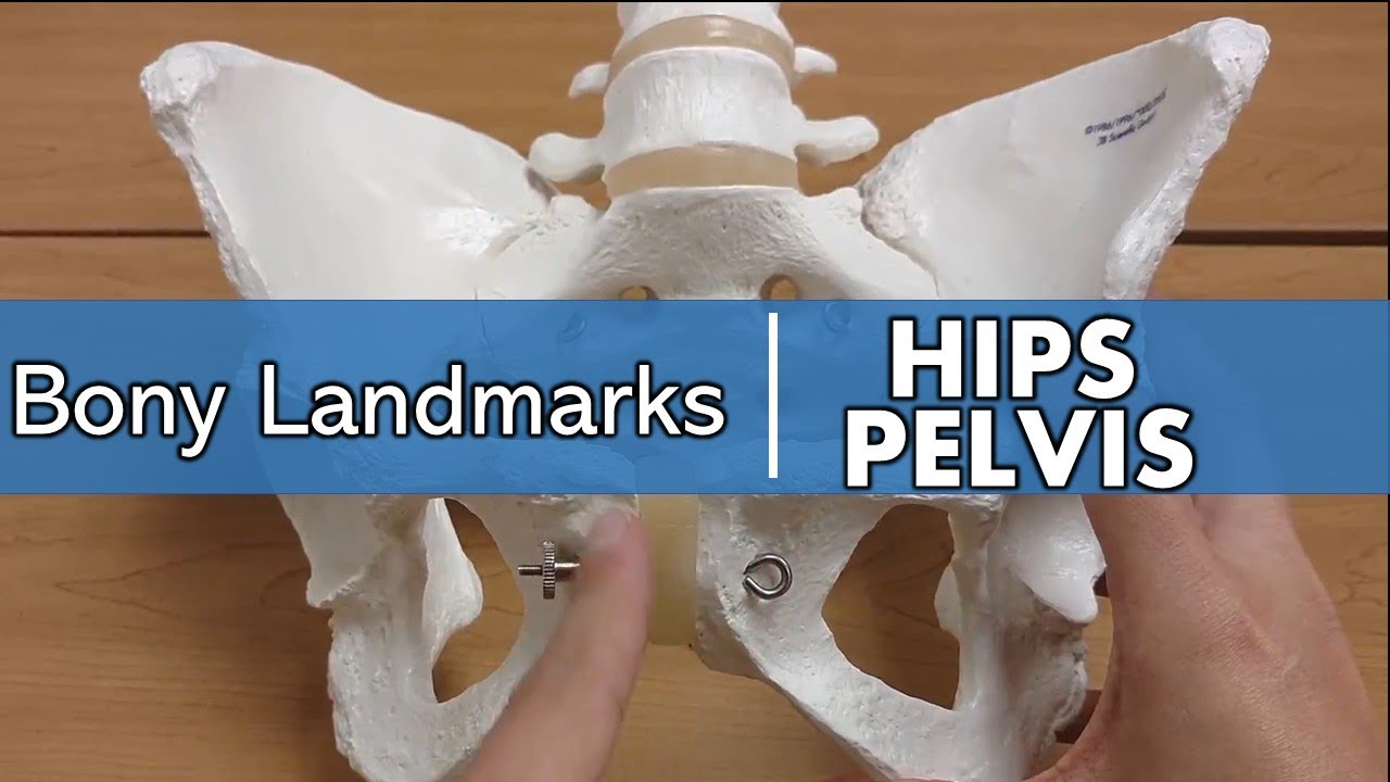bony landmarks of the hips
