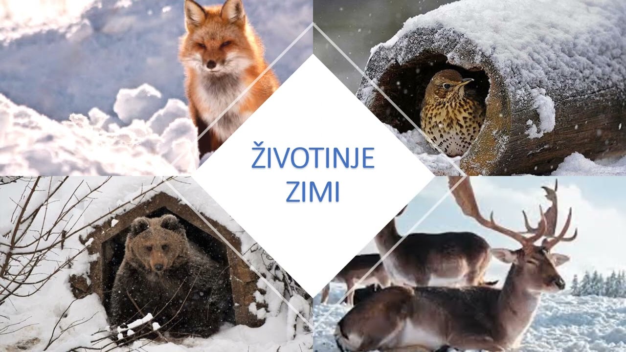 ZIMA – PROMJENE U PRIRODI