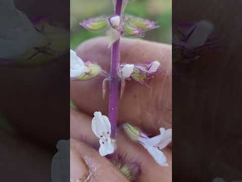 Orthosiphon -Kannada