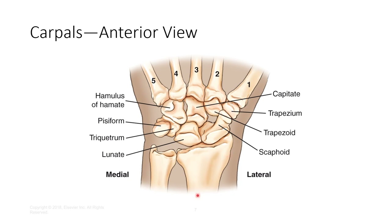 Ch  4 Intro Fingers Thumb Lecture 11th edition