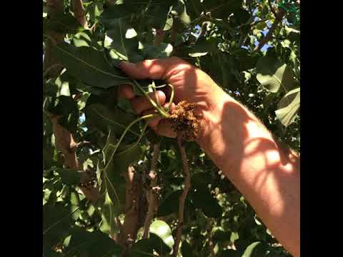 How are Pistachio Trees Pollinated?