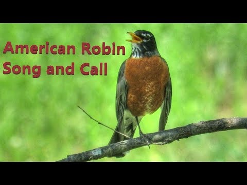 American Robin Song and Call