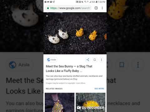 Furry Quizzes