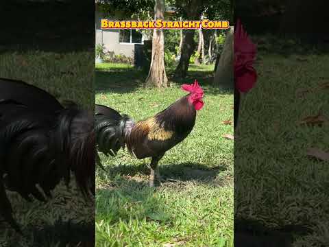 Brassback Gamefowl
