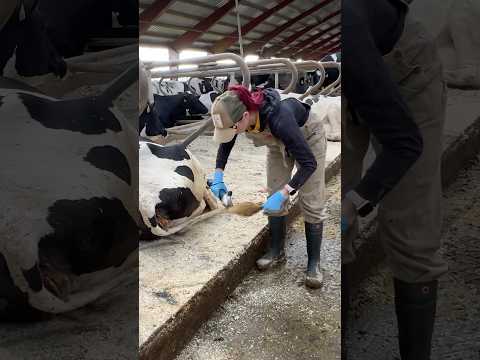 ✂️🐄 Is it Dangerous to Trim Cows' Tails?