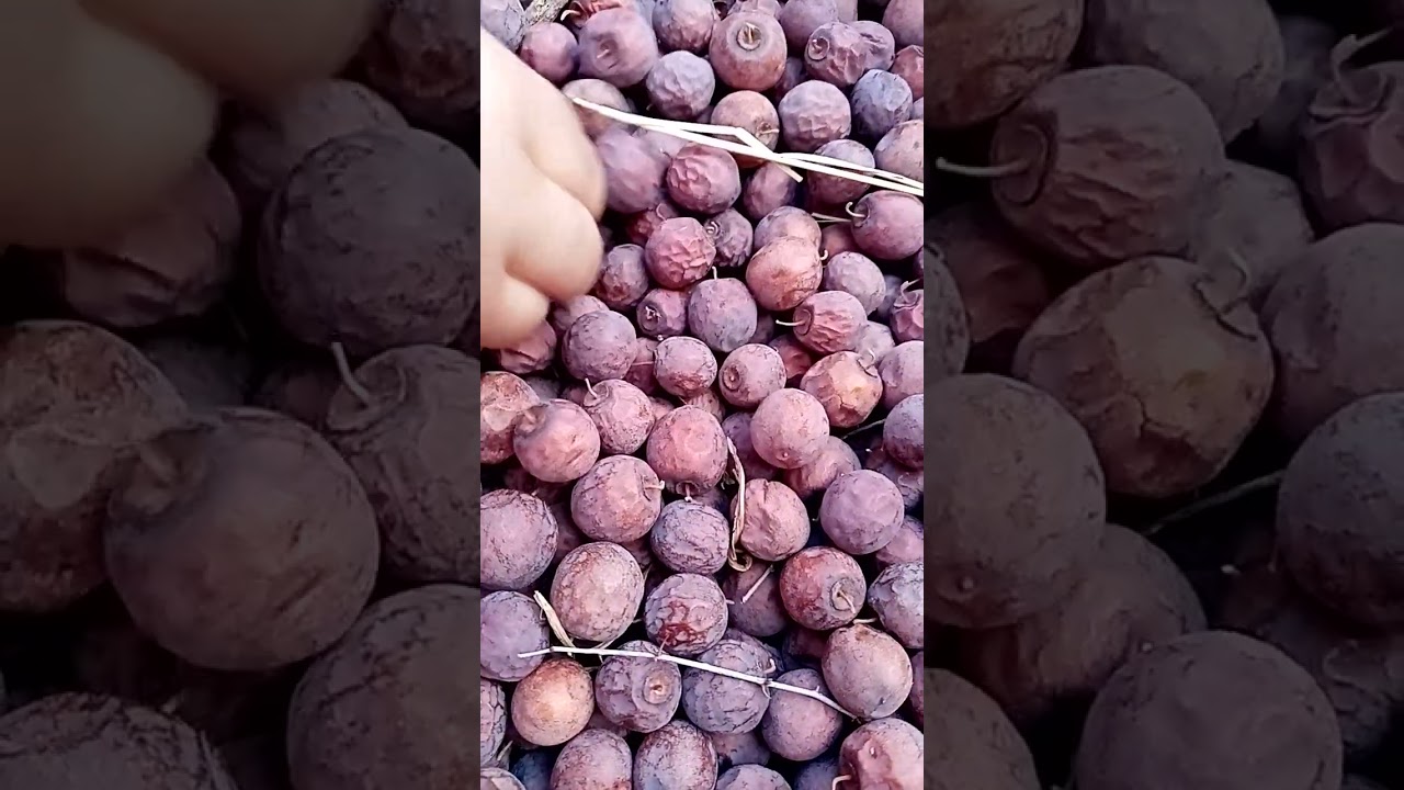 The fruits of the Sidr tree are the most delicious found on earth