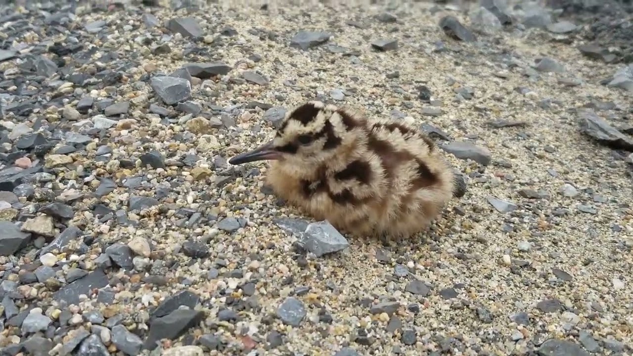 Woodcock Chicks