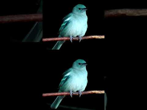 The Radiant Beauty of the Blue-gray Tanager: A Guide to the Americas' Colorful Bird #shorts