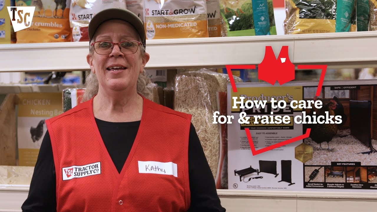 How to Care For & Raise Baby Chicks | Tractor Supply Co.