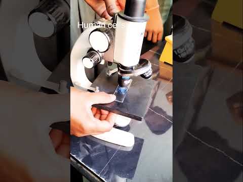 Human Cells ???? #science #trending #viral #learning #youtubeshort #facts #shortvideo #biology #learn