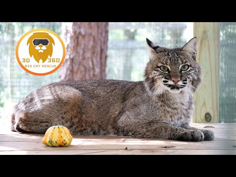Bobcats Love Toys! 3D 180VR