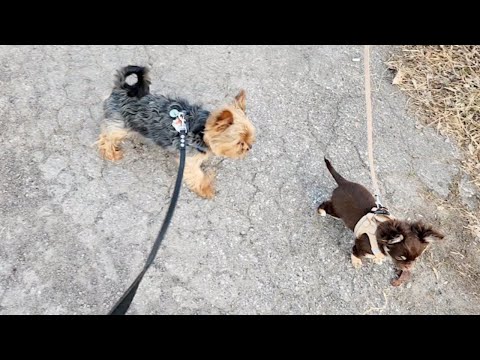 Life with Yorkies🐾: Dog Cafe Play & Puppy Meet! 🐶☕