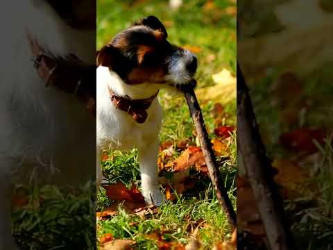 How Do Dog Years Compare to Human Years?