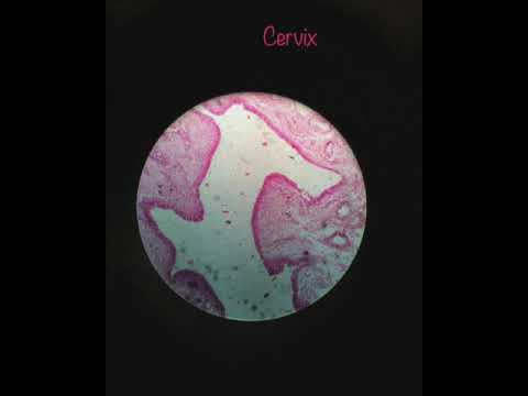 Veterinary Histology Slides
