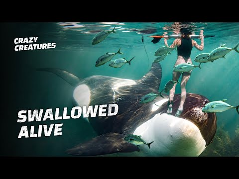 Can a Killer Whale Eat You?