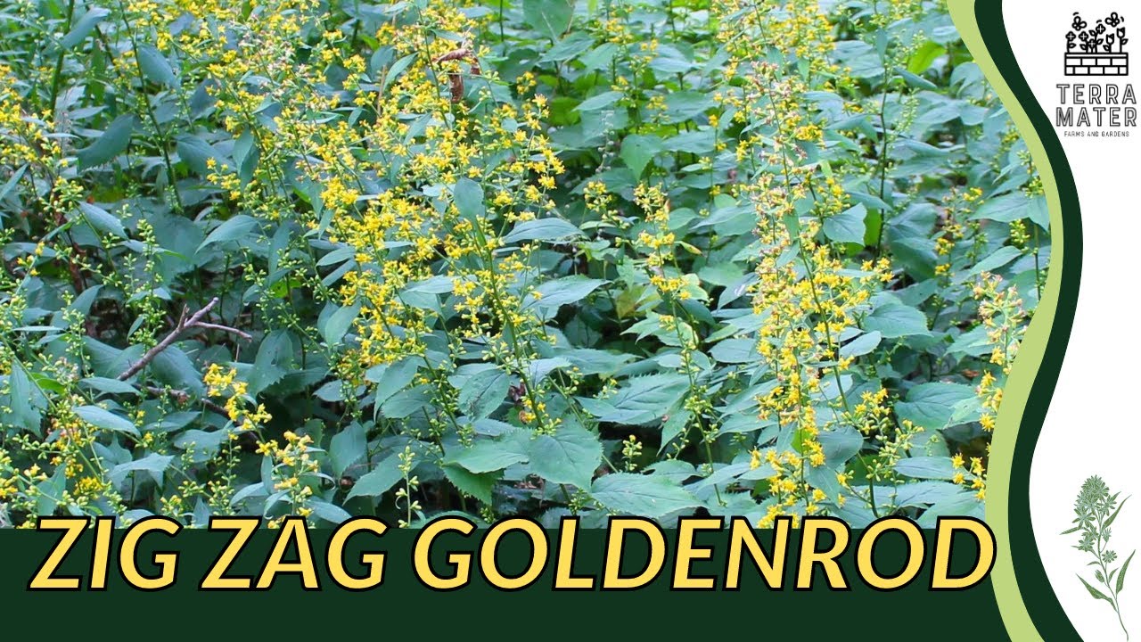 Introduction to ZIG ZAG GOLDENROD: Plant Profile! (Solidago flexicaulis)