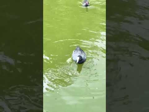 A #moorhen and #coot. Enjoying their food pellets. 💖
