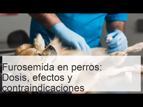 FUROSEMIDA en Perros - DOSIS, Efectos Secundarios y Contraindicaciones