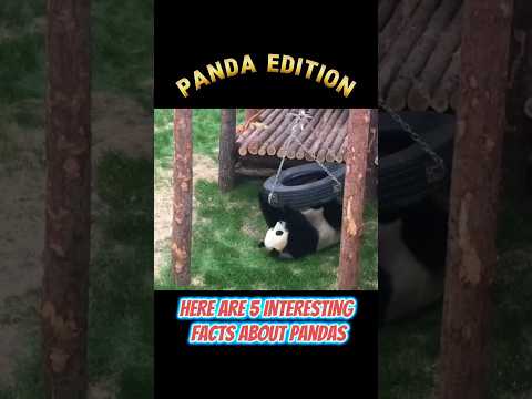 5 facts about pandas! #animals