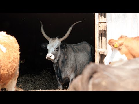 Large Animal Clinic
