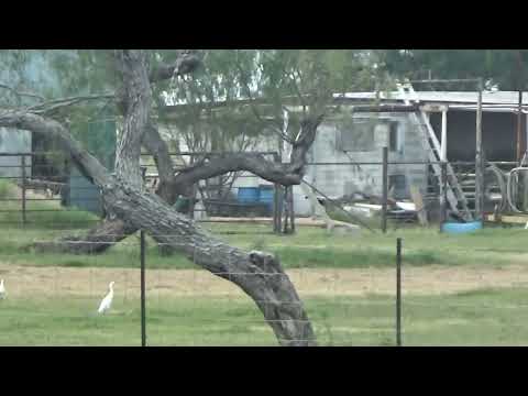 White birds eating bugs. They eat them right off the cows too.