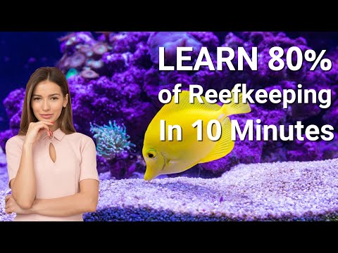 Saltwater Aquarium Basics In 10 Minutes
