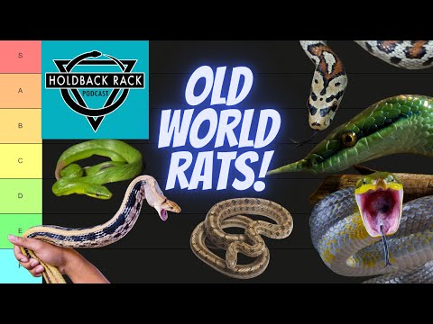 HRP 198 - Tier Ranking Old World Ratsnakes with Chris Chaffin of Copperhead Reptilia