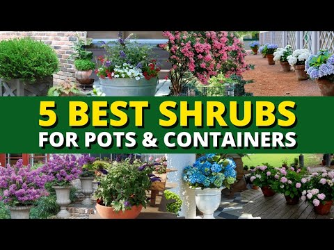 Top 5 Best Shrubs for Pots and Containers πͺ΄ | Garden Trends π