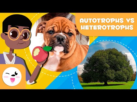 AUTOTROPHIC AND HETEROTROPHIC Organisms - In what are they different? - Science for Kids