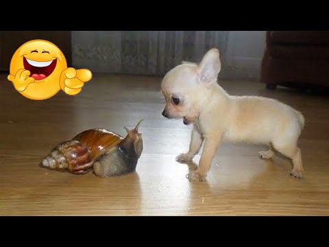 Hilarious Animal Videos to Make You Laugh ๐คฃFunny Dog & Cat Videos ๐ถ๐ธ