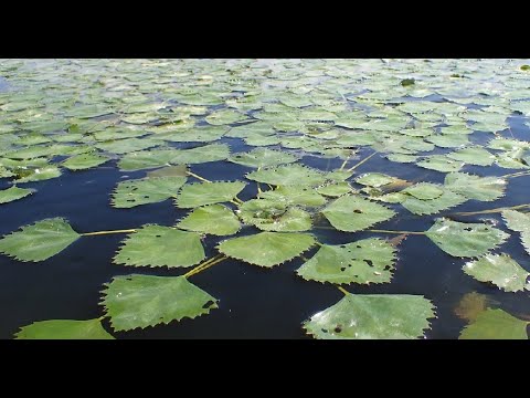 Aquatic Invasive Species Identification & Volunteer Training
