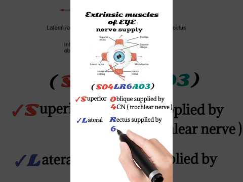 extraocular muscles nerve supply | extrinsic muscles of the eye
