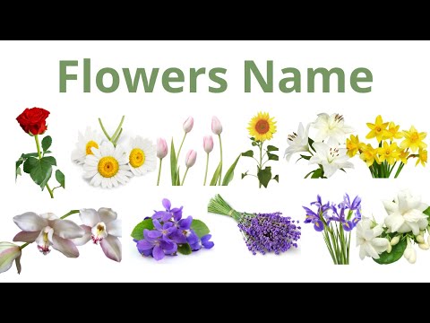 Flowers Name | Learn Flowers Name in English | Kids Storybook Cottage