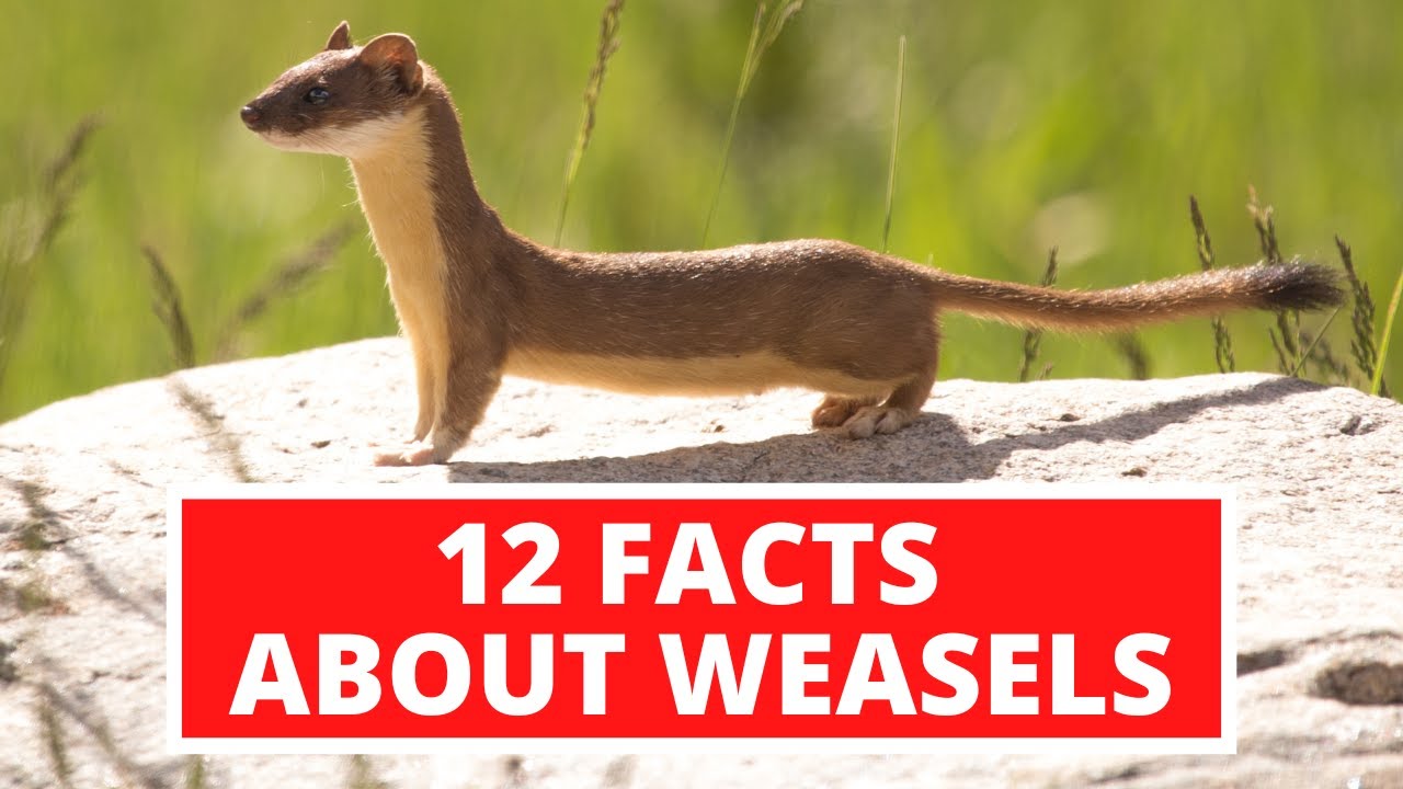 12 Interesting Facts About Weasels