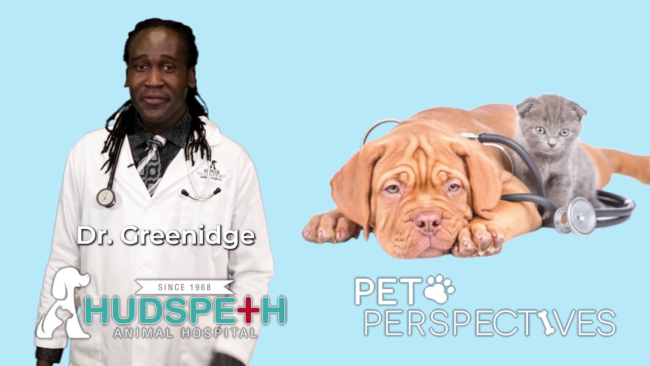 Hudspeth Pet Perspectives Introduction