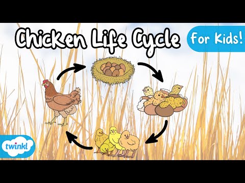 The Life Cycle of a Chicken | Chicken Life Cycle | Science for Kids!