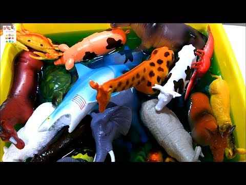 Learn Sea Animals, Farm Animals Wild Zoo Animals names English Korean 바다동물 농장동물 동물원동물 야생동물 이름 배우기!!