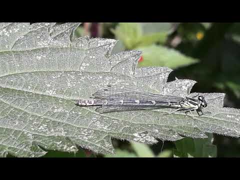 Common Blue Damselfly spiritual meaning