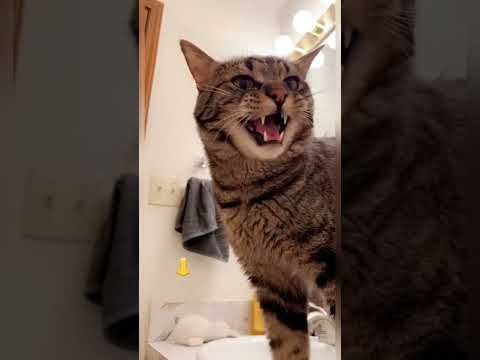 How to communicate with a CAT! #shorts 🤯
