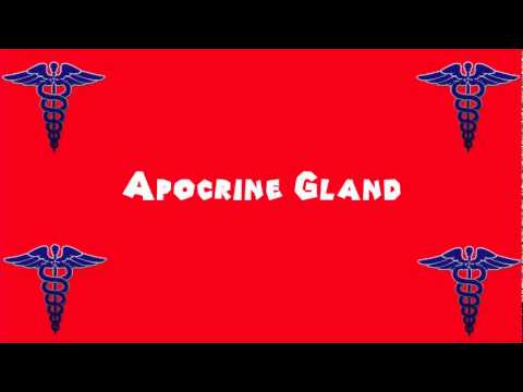 Pronounce Medical Words ― Apocrine Gland