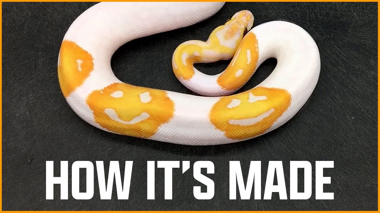 How We Made the Emoji Ball Python