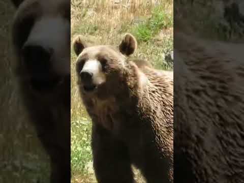 Growling grizzly bear
